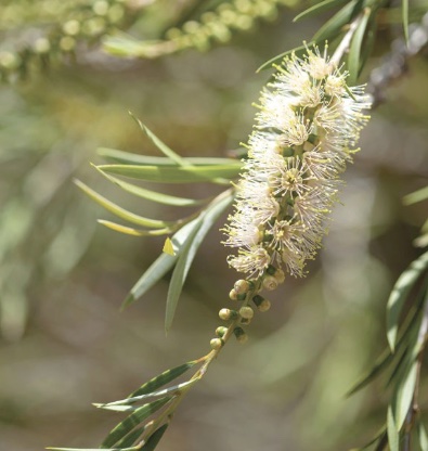 Spring floral beauties - ABC Organic Gardener Magazine